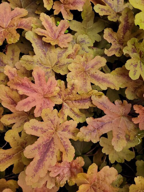 HEUCHERELLA 'RED ROVER' CORAL BELLS LIVE PERENNIAL PLANT BARE ROOT | eBay