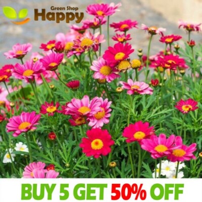 PAINTED DAISY ROBINSON S GIANT MIX 140 SEEDS Chrysanthemum C. PERENNIAL ...