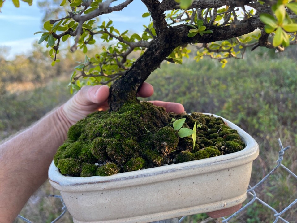Florida native Spiny Black Olive bonsai tree | eBay