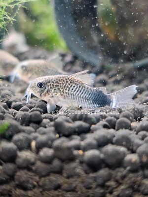 Smudge Spot AKA Violet Cory Catfish (Corydoras similis), Tank-Bred | eBay