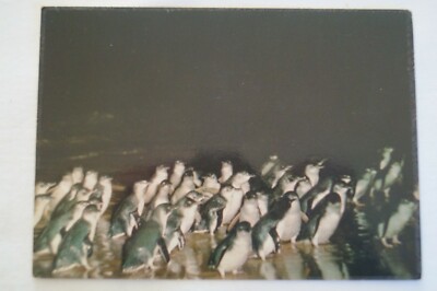 Parade of Fairy Penguins Phillip Island Victoria Collectable Vintage ...