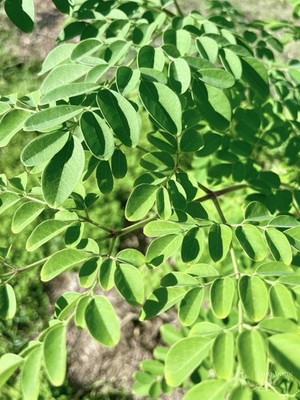 Moringa Oleifera SEEDS, Drumstick tree Miracle tree SEQLD Grown NOT TO ...