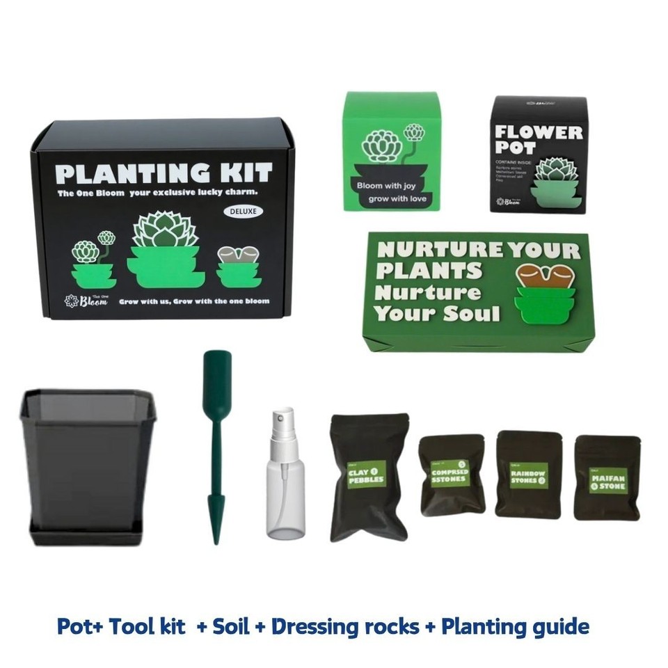 Live 10pc Lithops assorted succulents, 0.6-0.8" Bare root Wedding ...