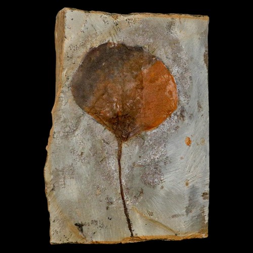 2.8" Zizyphoides Flabellum Fossil Plant Leaf Fort Union Glendive MT ...