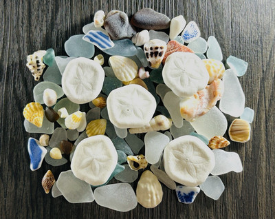 natural japanese Sea Urchin Sand dollar Okinawa Shells & small sea ...