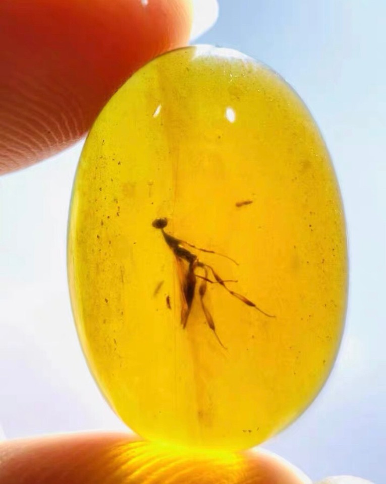 Cretaceous Fossil Burmese amber burmite honeybee insect Fossil amber ...