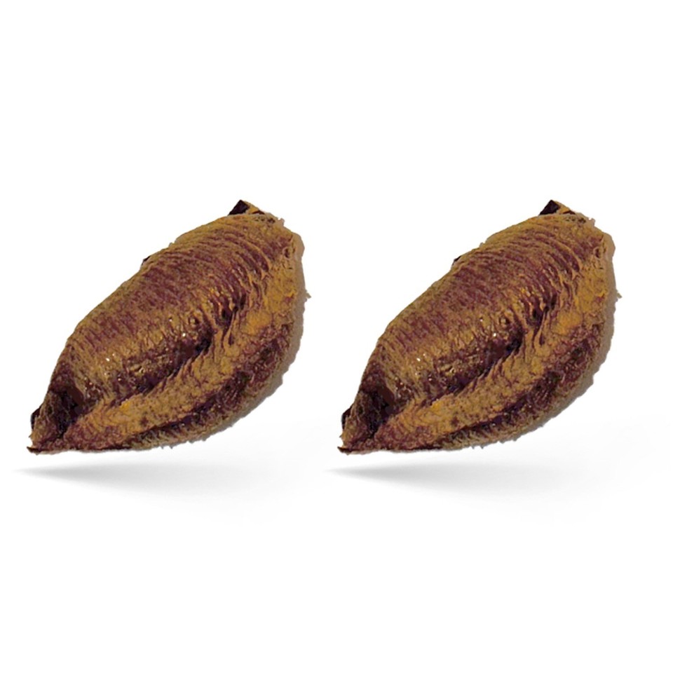 2x Oothecas Praying Mantis Egg Case European Hatch 50-400 Natural Pest ...