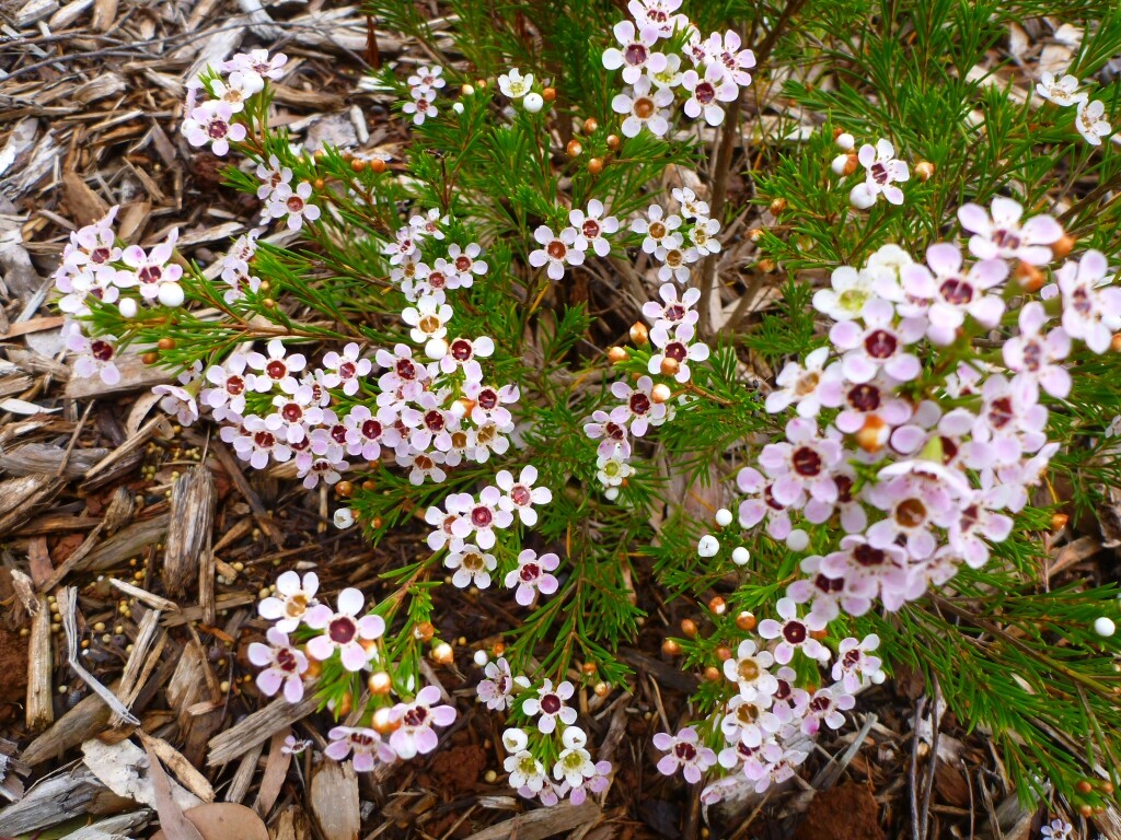 Wax Flower Plant Like Clockwork… At The Dawn Of A New Year, We're