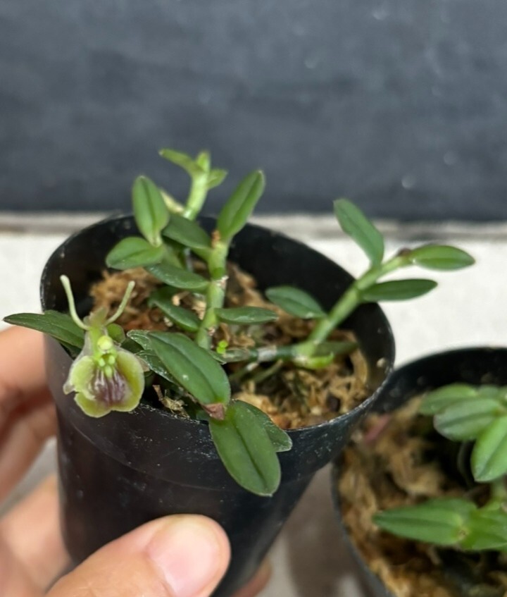 3 orchids : 1 Epidendrum Porpax Miniature species blooming size 2.5”+ 2 ...