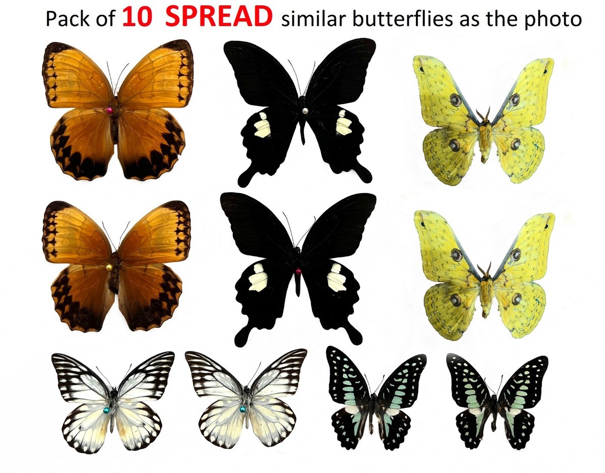 Real Butterflies Five New Species Of Butterflies Are Recorded In