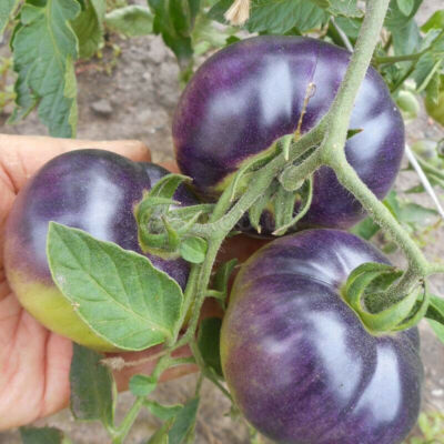 1 Pack 200 Rare Violet Tomato Seeds Lycopersicon Organic Vegetable ...