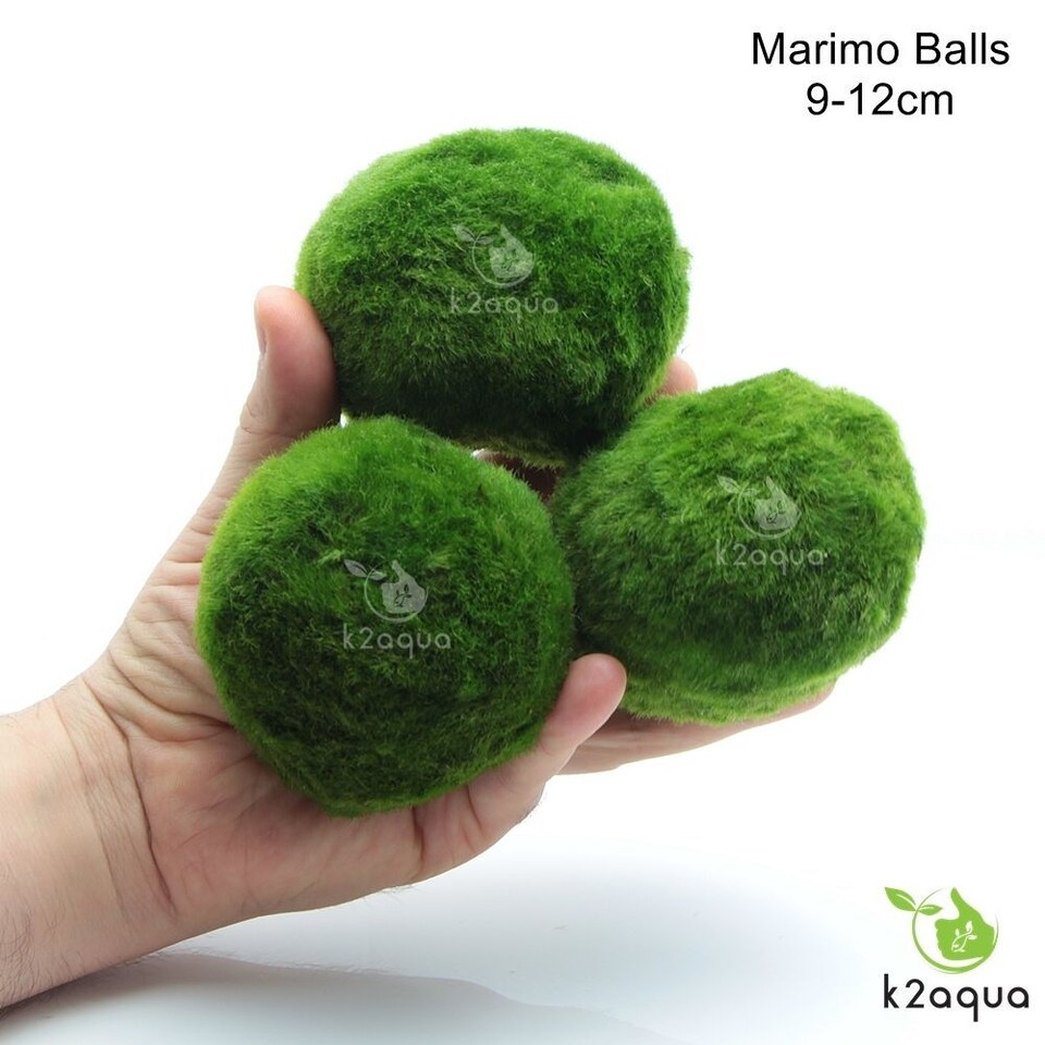 ALL sizes MARIMO MOSS BALLS Cladophora live aquarium plant shrimp nano ...