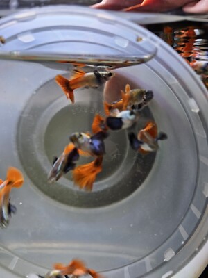 1 TRIO - Live Aquarium Guppy Fish High Quality - Dumbo Red Tail | eBay