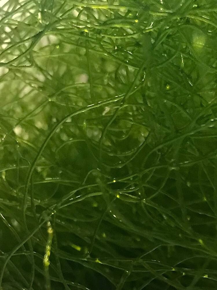 Live MacroAlgae (CHAETOMORPHA) - Clean Chaeto With Pods -Gabes Coral ...