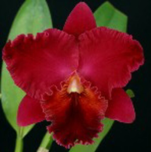 Lc Mini Purple 'Lea' x Pot Oconee Circle 'Lone Jack' Orchid Plant 4 ...