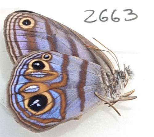 2663 Nymphalidae | eBay