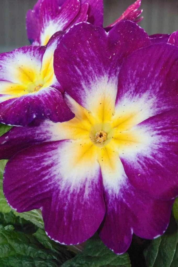 Purple Primrose Flower