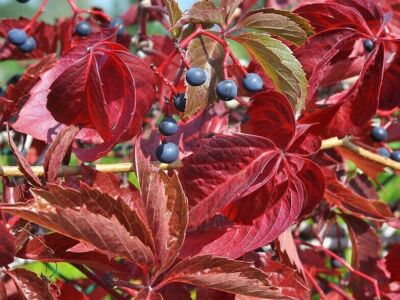 Virginia Creeper -Five-leaved Ivy- Parthenocissus quinquefolia - 25 ...