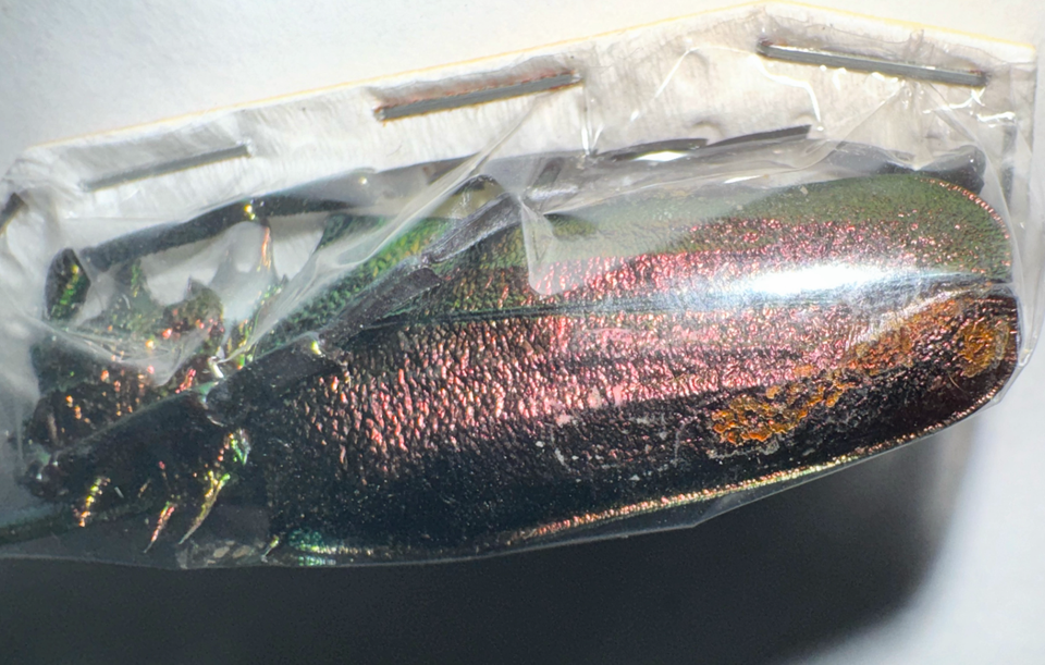Cerambycidae Psalidognathus friendi A1 49mm RED from COLOMBIA - #4223 ...