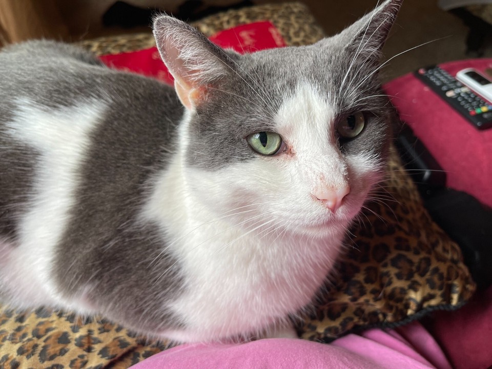 TWO GMC Die Cut Vinyl Decals Many Sizes/Colors Avail FREE Ship! Gmc ...