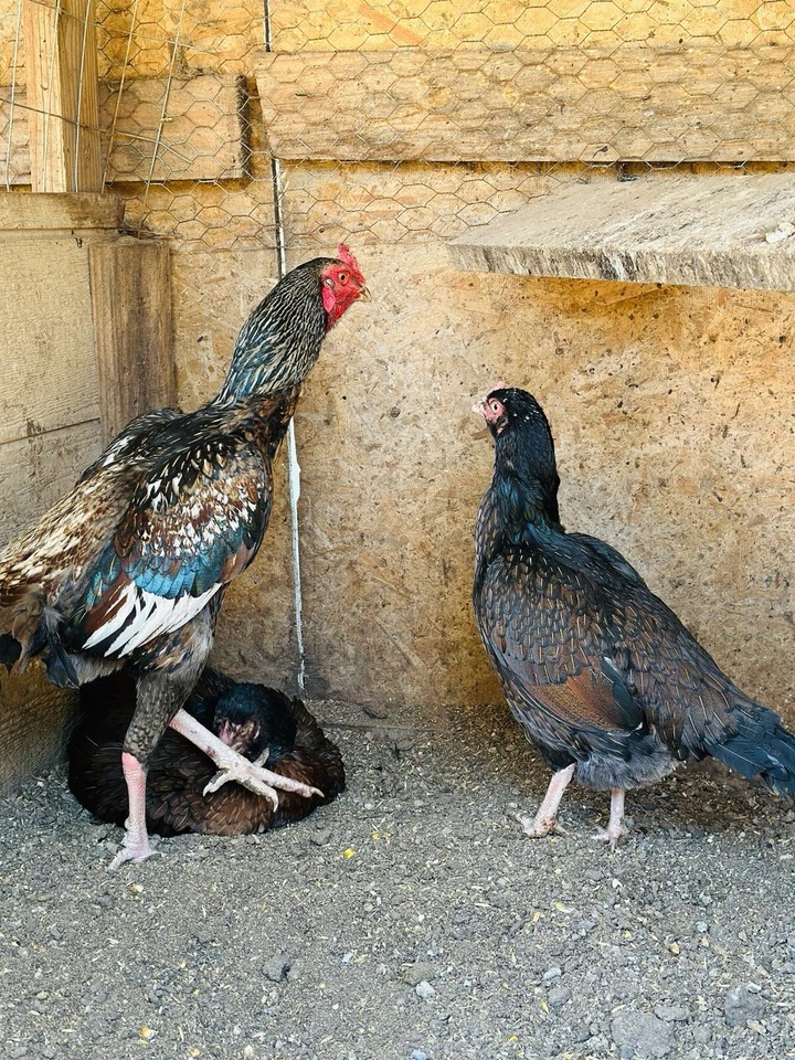 Pakistani Asil/Aseel Hatching Eggs | eBay