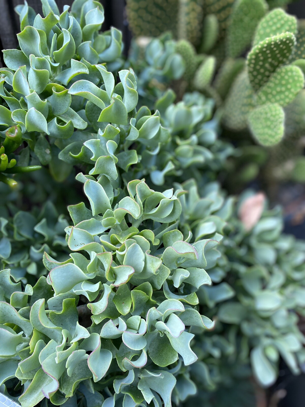 Ripple Jade Ruffle Jade Crassula arborescens subsp. undulatifolia 3 ...