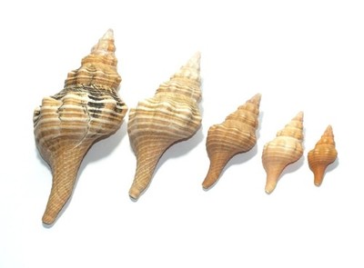 Horse Conch Shell Seashell Natural Shells 5 Orange Conchs Sanibel ...