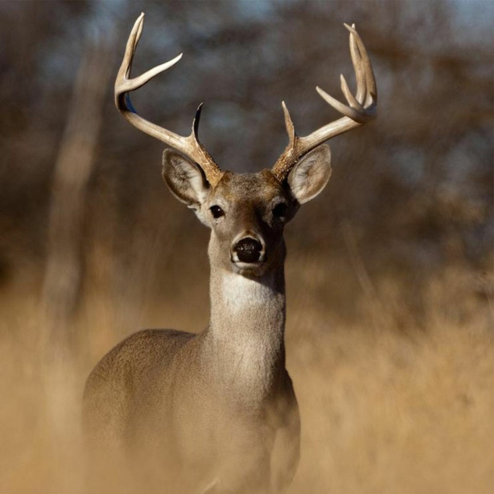 DEER CROSSING SIGN - Aluminum Highway Style Plaque - Hunting Cabin ...