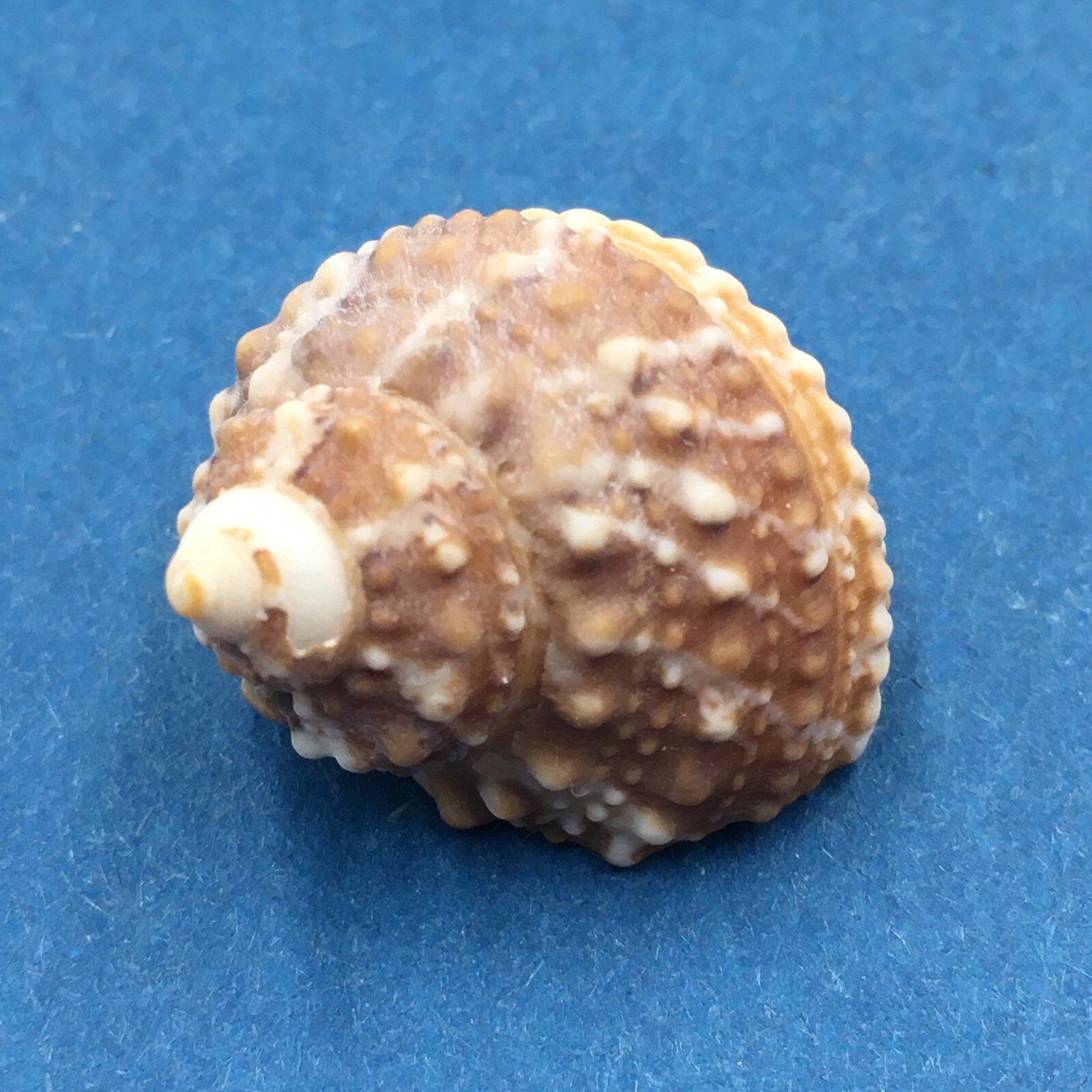 #6 Turbo (Marmarostoma) castanea 23mm W/O Honeymoon Beach Florida | eBay