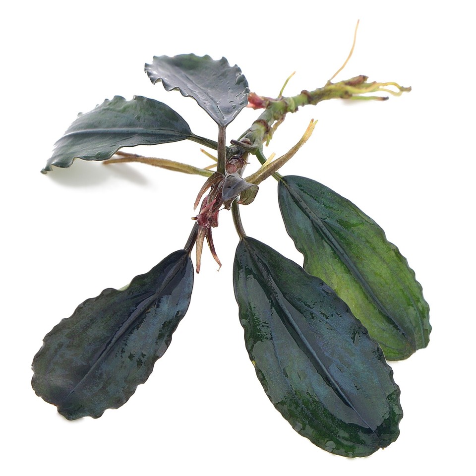 Bucephalandra 60 species Live Aquarium Plants Terrarium Tropical Rare ...