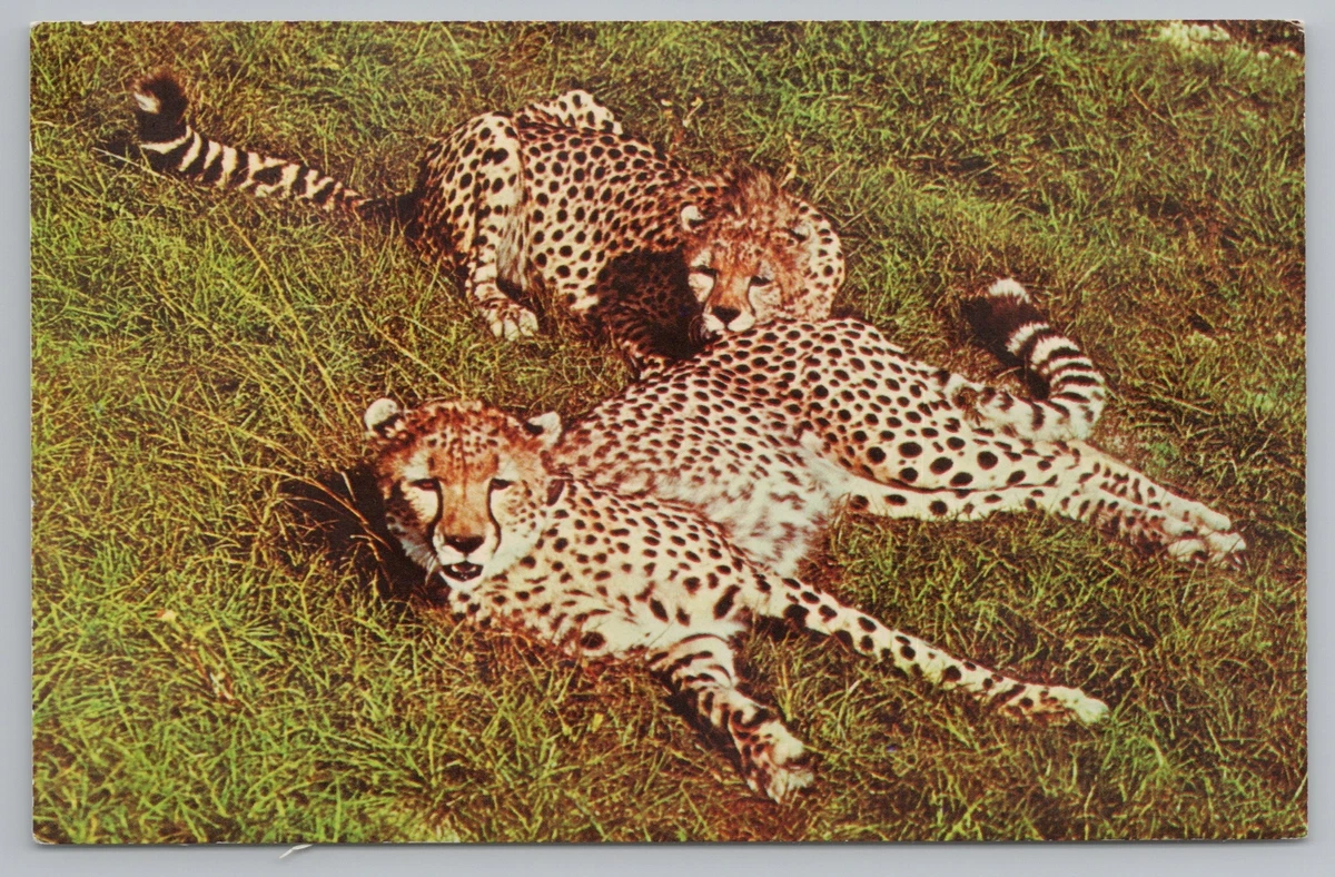 Velds Grasslands Animals