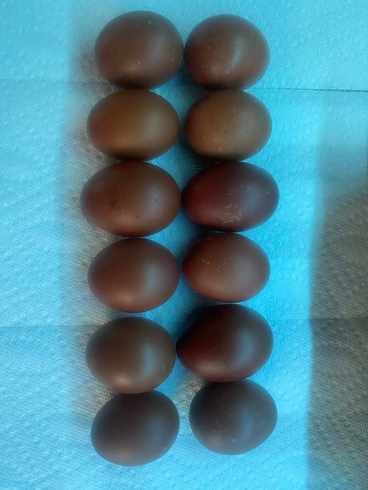 12 French Black Copper Marans Hatching Eggs – Dark Chocolate – High ...