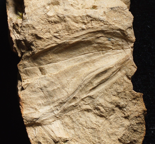 Mystery Carboniferous fossil - insect wing ? seed ? not Mazon Creek ...