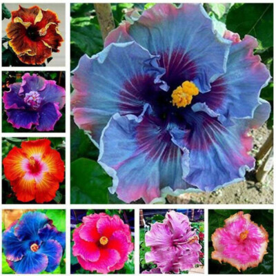 100pc EXOTIC RARE HIBISCUS SEEDS Garden Plant Flower Seed Perennial US ...