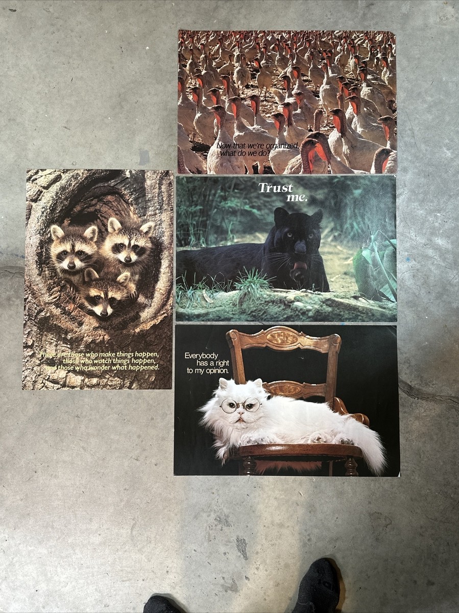 Cat Collage Quotes
