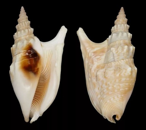 Collectible shell: Strombus (Euprotomus) vomer (76.5 mm - F++) | eBay
