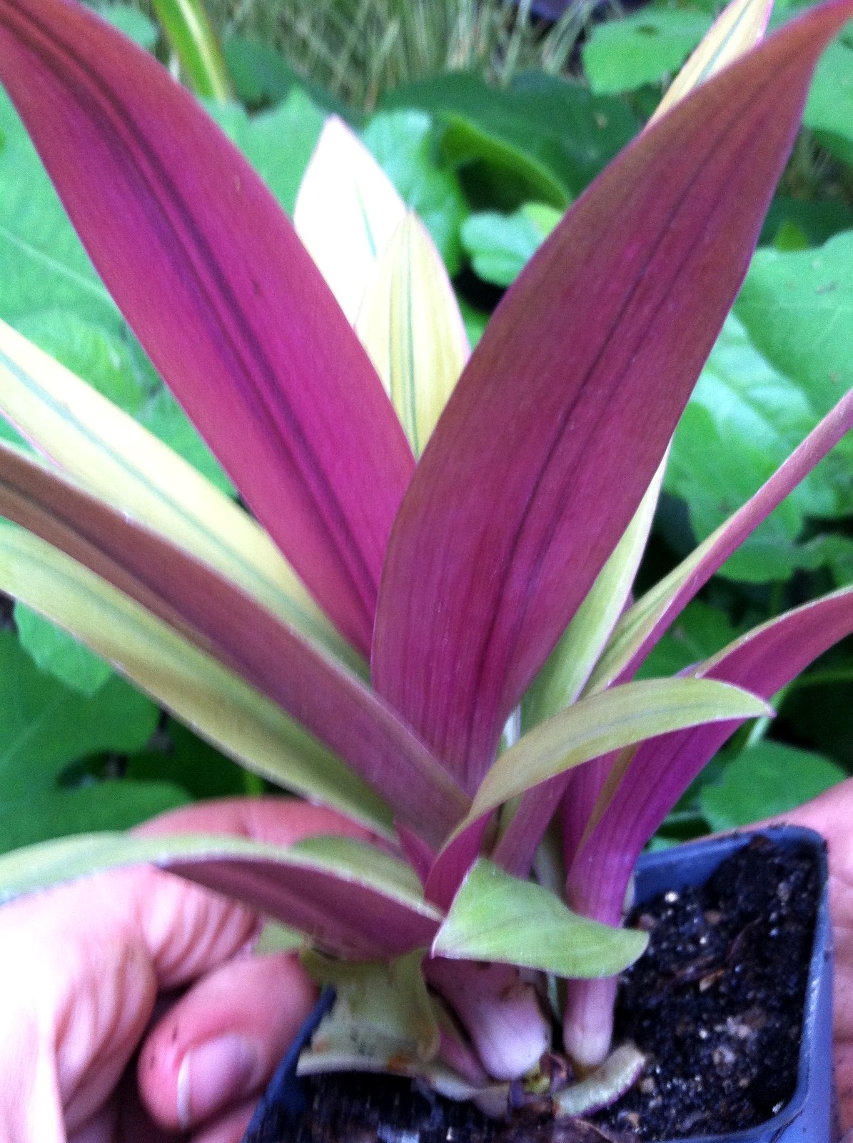 RHOEO SPATHACEA 'SITARA'S GOLD' A.K.A. TRADESCANTIA SPATHACEA | eBay