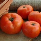 Tomato Primo Red 100 seeds | eBay