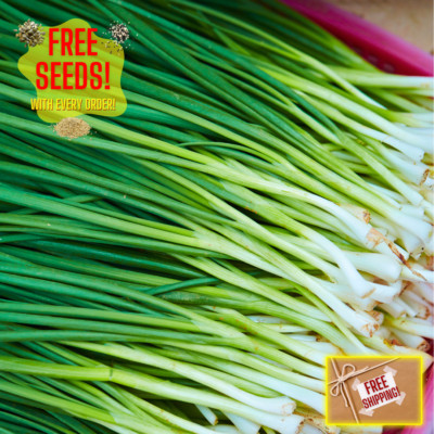 Fresh Premium Garlic Chive Seeds | Jiu Cai | Heirloom Non-GMO ...