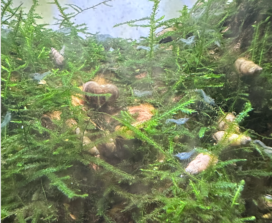 3 + 2 HIGH GRADE Brazos Blue Dwarf Crayfish Baby Juveniles (Custom Blue ...