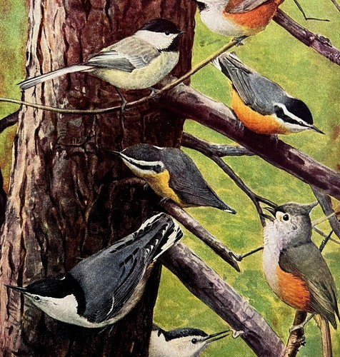 Chickadee Nuthatch Titmouse 1936 Bird Art Lithograph Color Plate Print ...