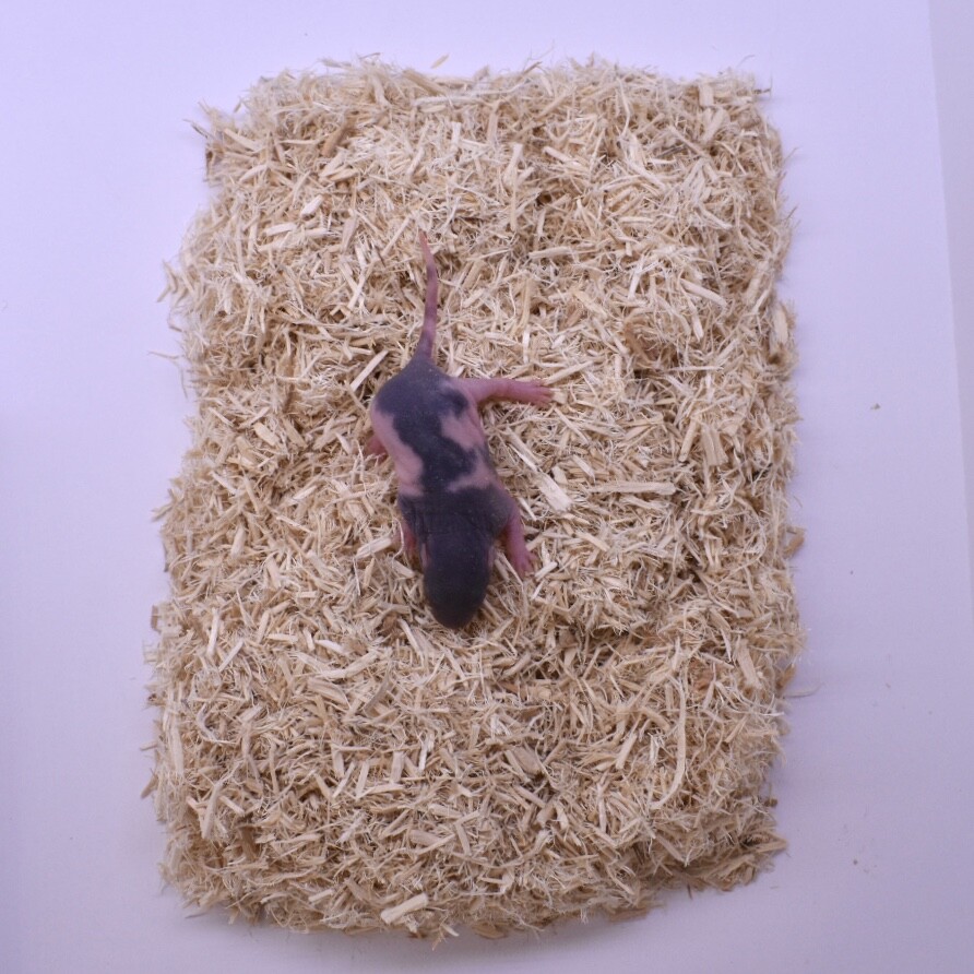 100 Frozen Feeder Rat Fuzzies -FREE S&H -MiceDirect Rodents! Reptiles ...