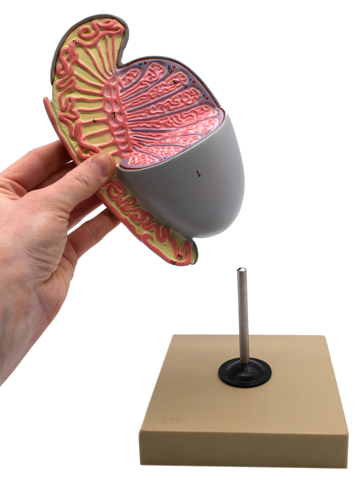 Human Testicle Model, with Details - Mounted on Stand, 9" tall - Eisco ...