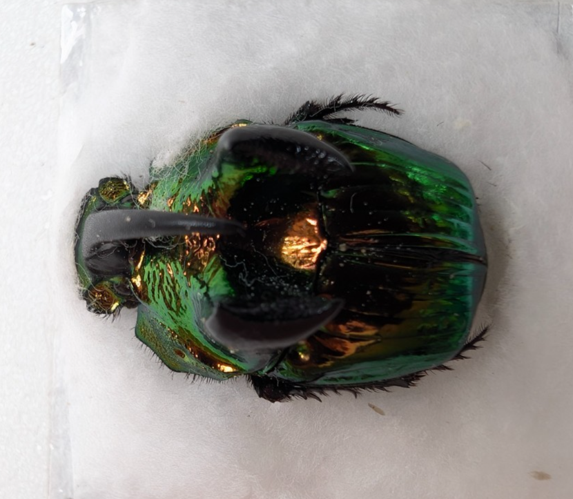 phanaeus demon red form | Veracruz Mexico | current photo | long horn ...