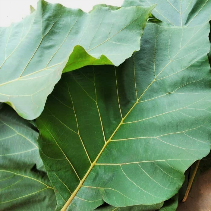 Teak Tree Leaf Image Of Teak Wood Leaf IR555199 Picxy