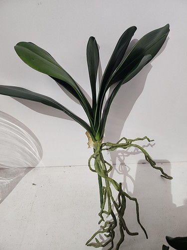 5 X Artificial Fake Orchid Plants Leaves With Roots Foliage Green ...