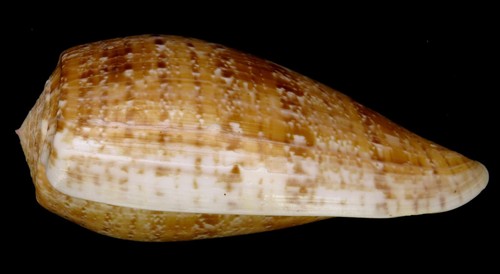 FS Conus (Textilia) cervus 101mm Almost Gem | eBay