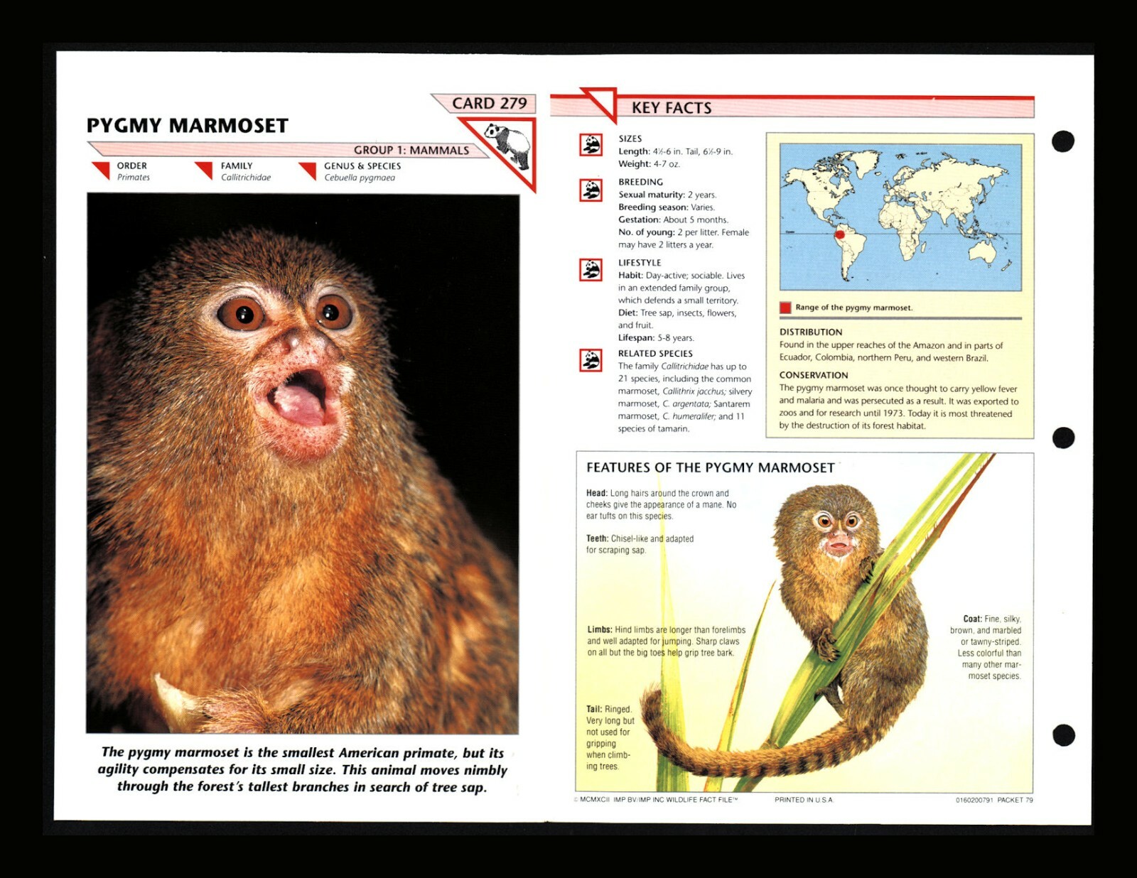 Pygmy Marmoset Wildlife Fact File Mammal Animal Card Home School Study ...