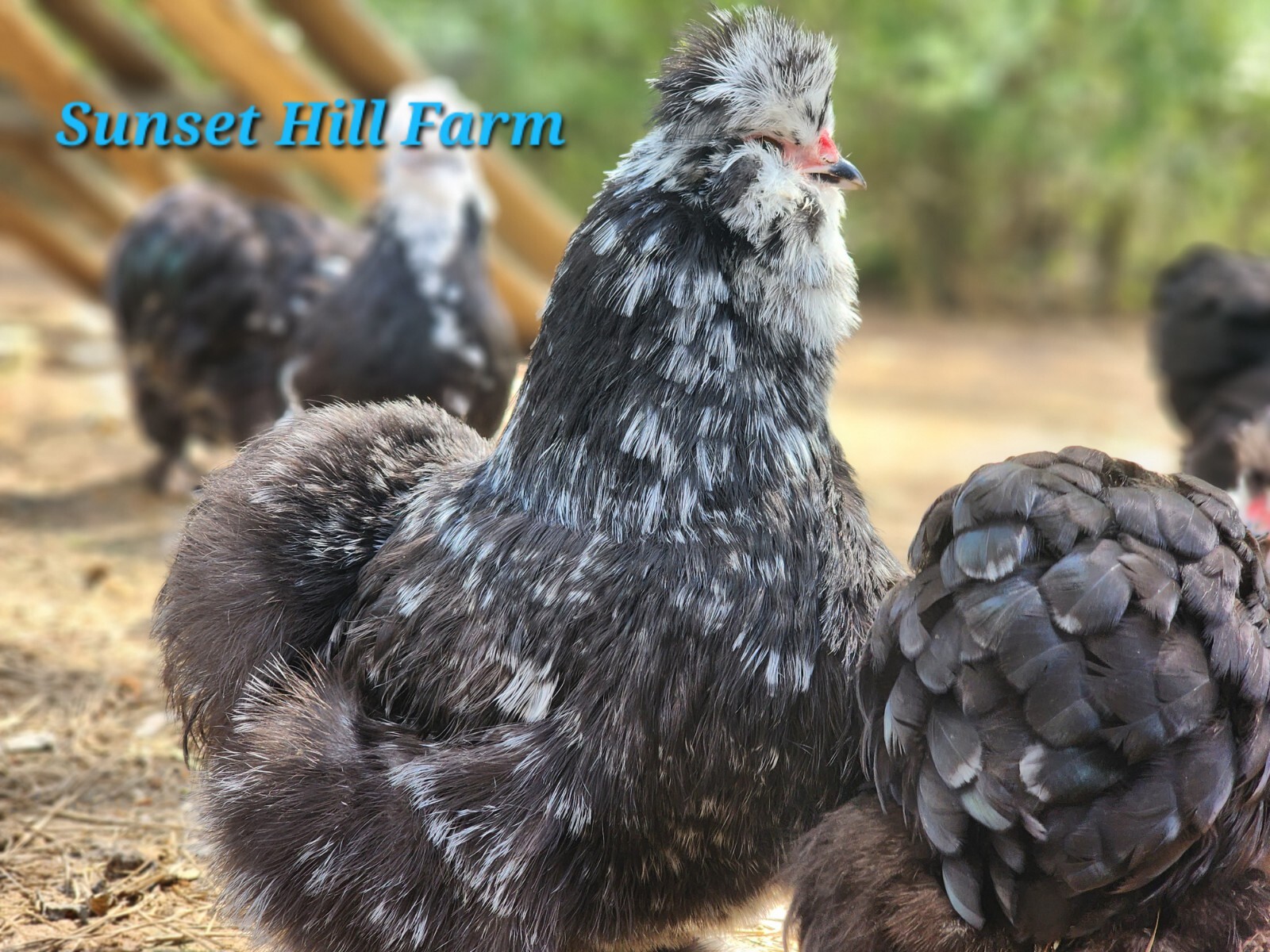 Silkie Hatching Eggs Mottled 6, Satin, Showgirl, Frizzle NPIP & AI ...