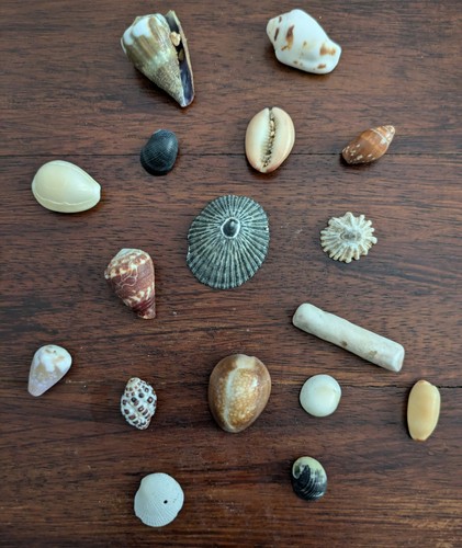 small lot of HAWAIIAN sea shells MIXED Hawaii | eBay